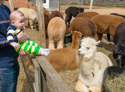 Alpaca Farm on Martha's Vineyard! Fluffy Fun! - Around the World "L"