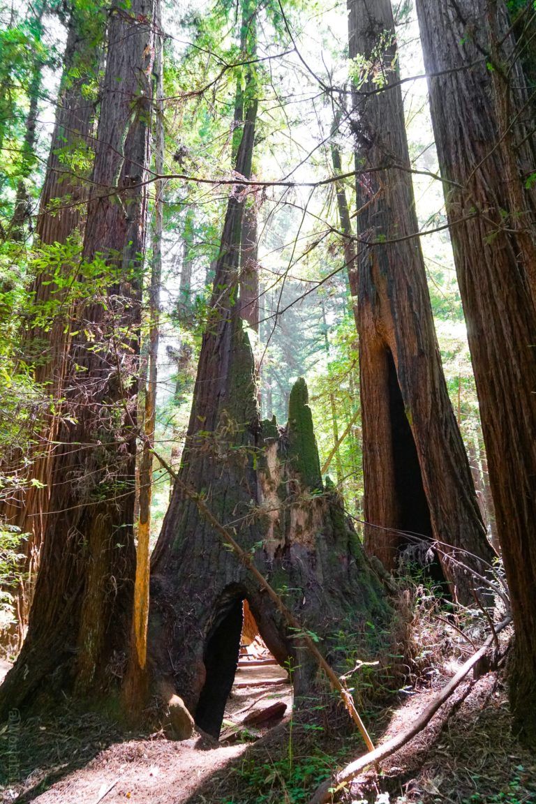 A Santa Cruz Redwoods Hike, Ideal for Kids in California – Around the ...